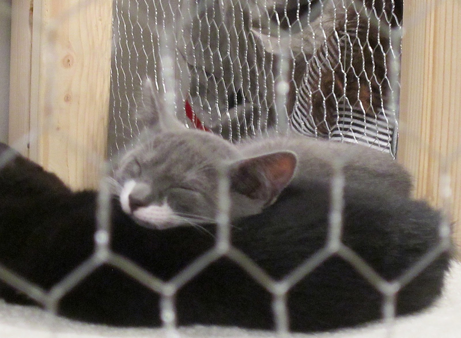 Idiosyncratic Fashionistas: Social Tees at The Cat Show at White ...