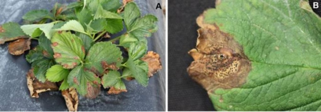 Backyard Fruit Guide: Leaf Spots on Strawberries?