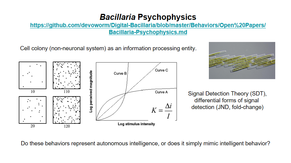 Synthetic Daisies: OpenWorm Annual Meeting -- DevoWorm Slides