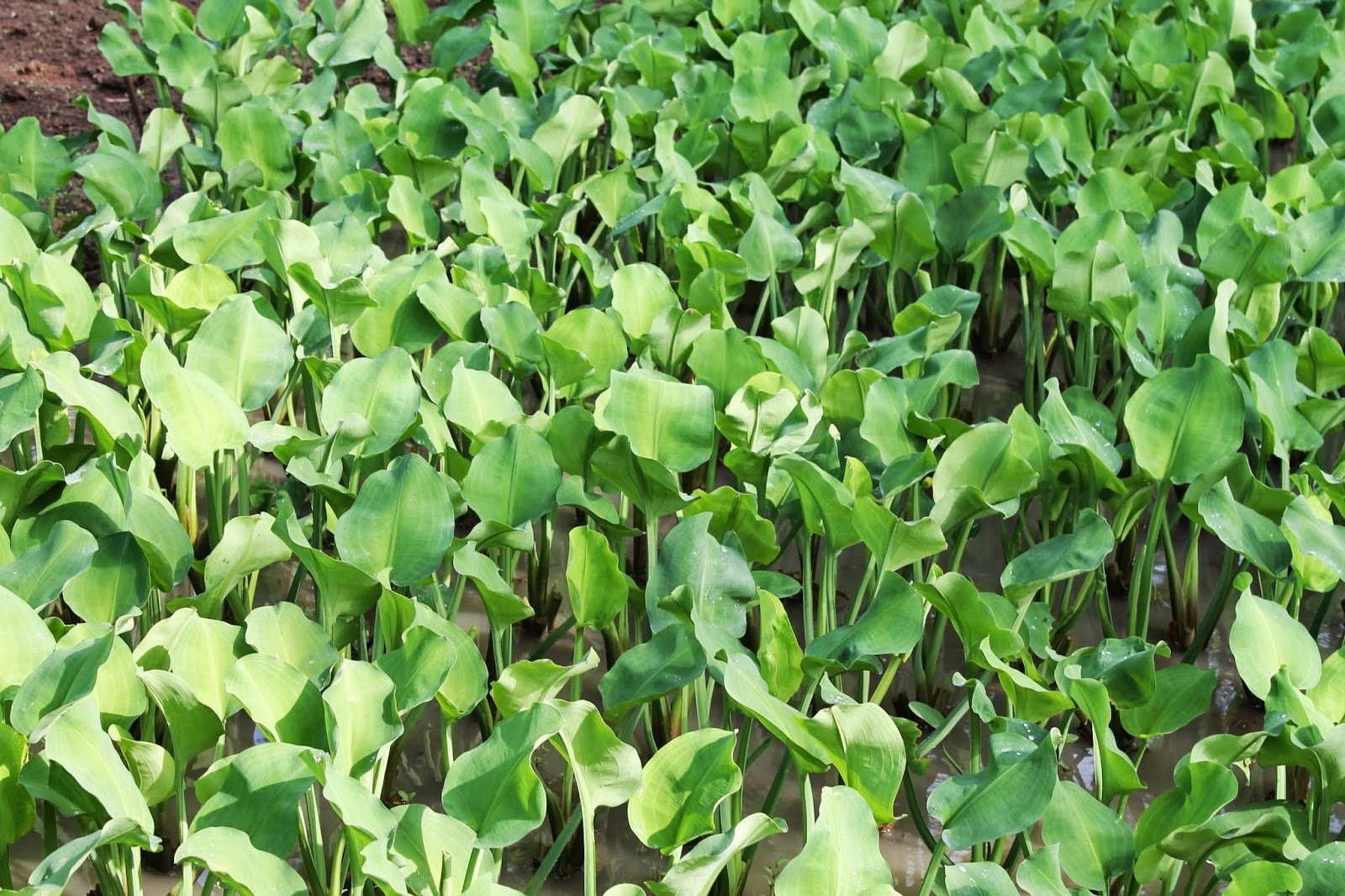 Panduan Budidaya Genjer Menguntungkan