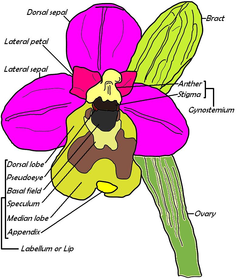 Wild Nature of the Cantabrian Mountains (Spain): Structure of an orchid ...