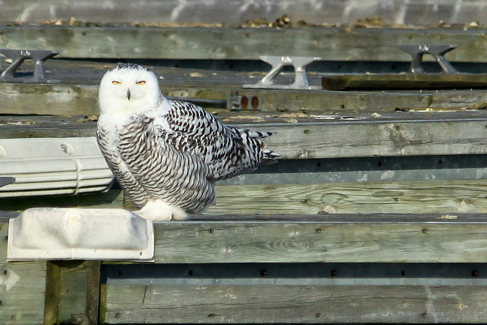 Rob and the Animals: Autumn Owls!
