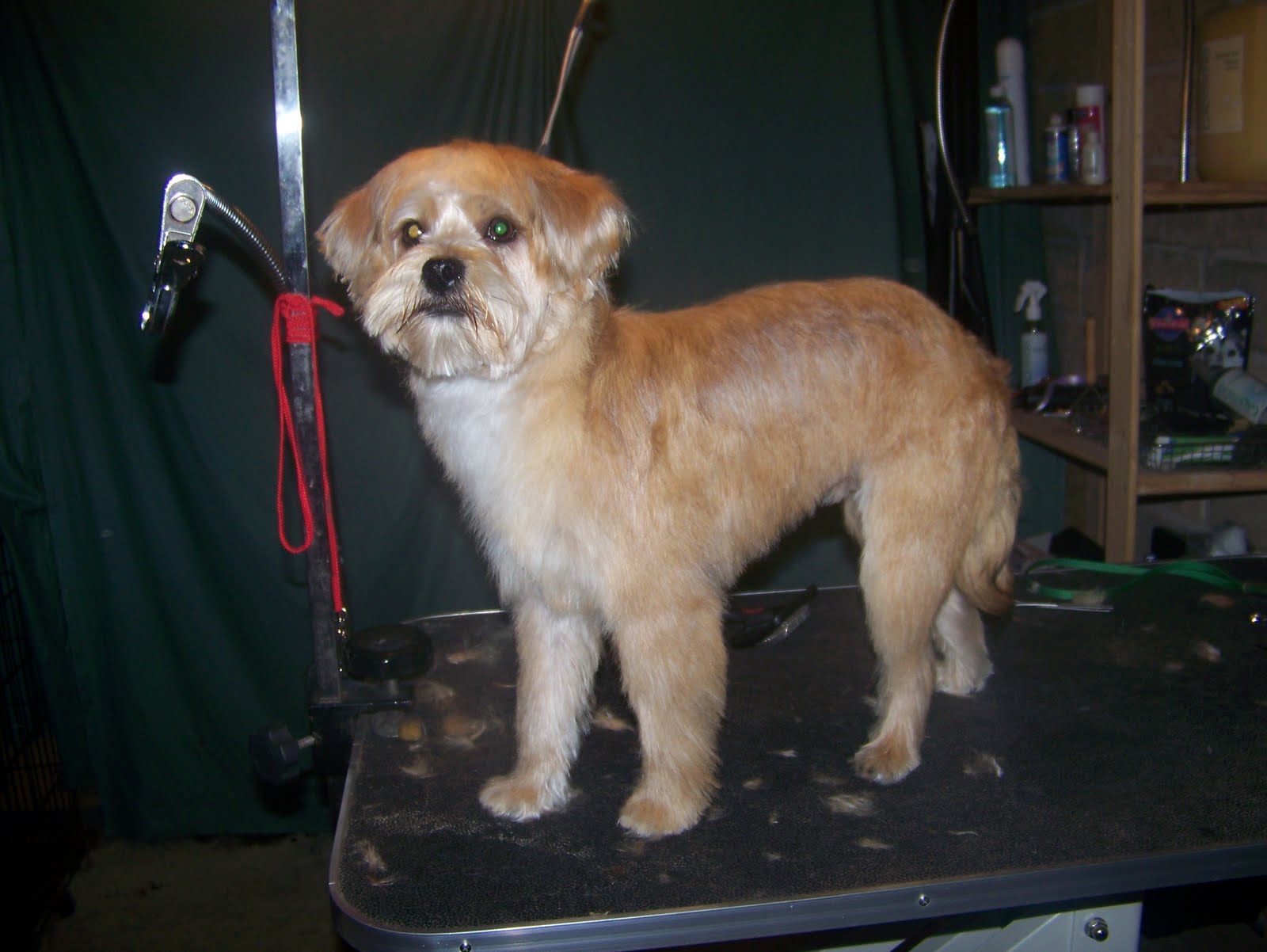 Blissful Dog Grooming: Harry- Yorkie X Lhasa Apso