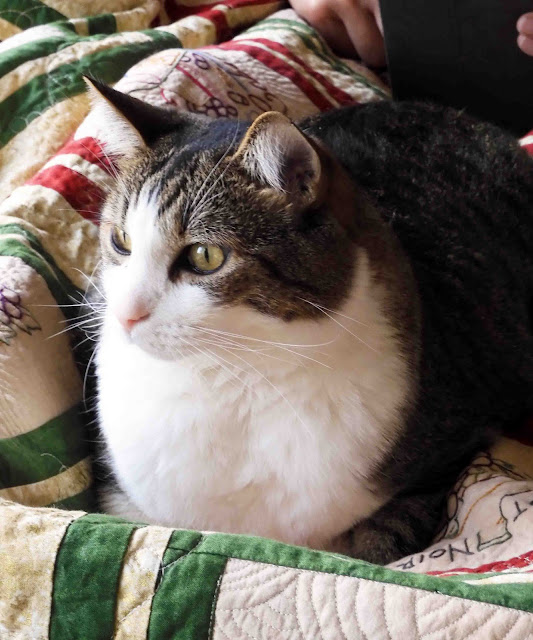 Cat Patches: New Normal