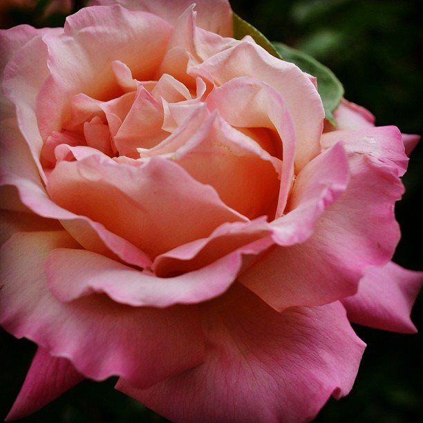 My parent IL's backyard is overrun with these gorgeous, giant unpruned ...