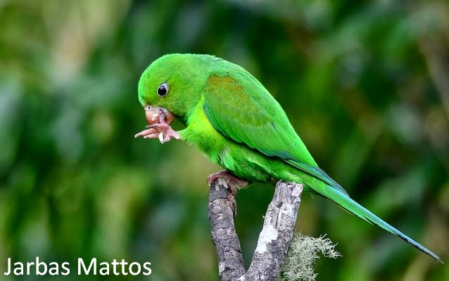 Natureza: Periquito-verde ou Periquito-rico