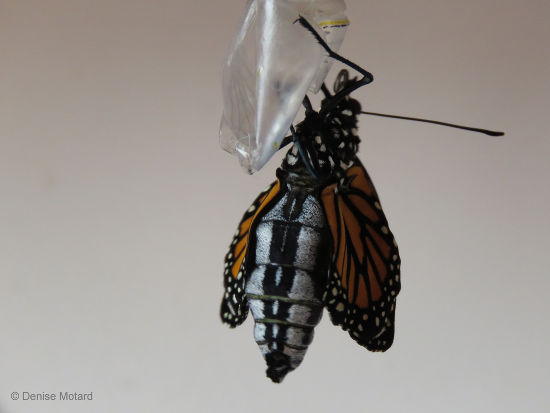 PHOTOS OF MONARCH BUTTERFLIES EMERGING