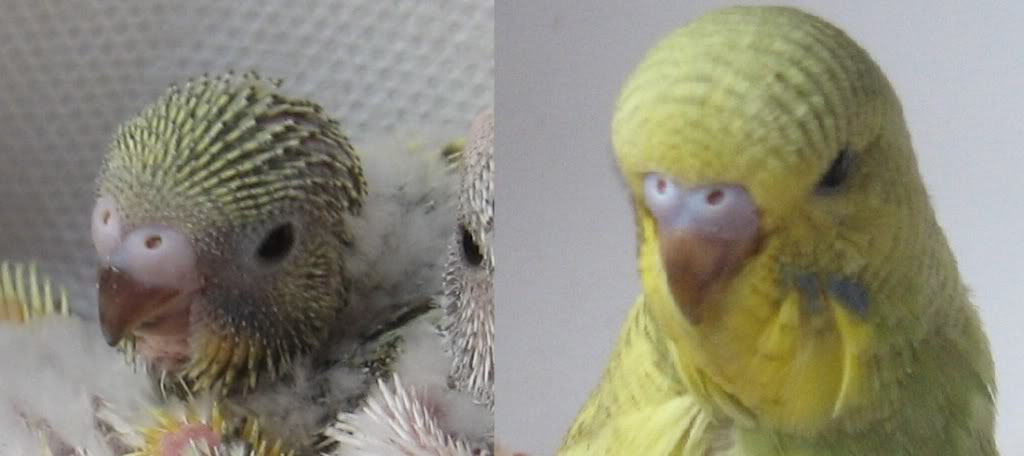 2.Baby Female Budgies