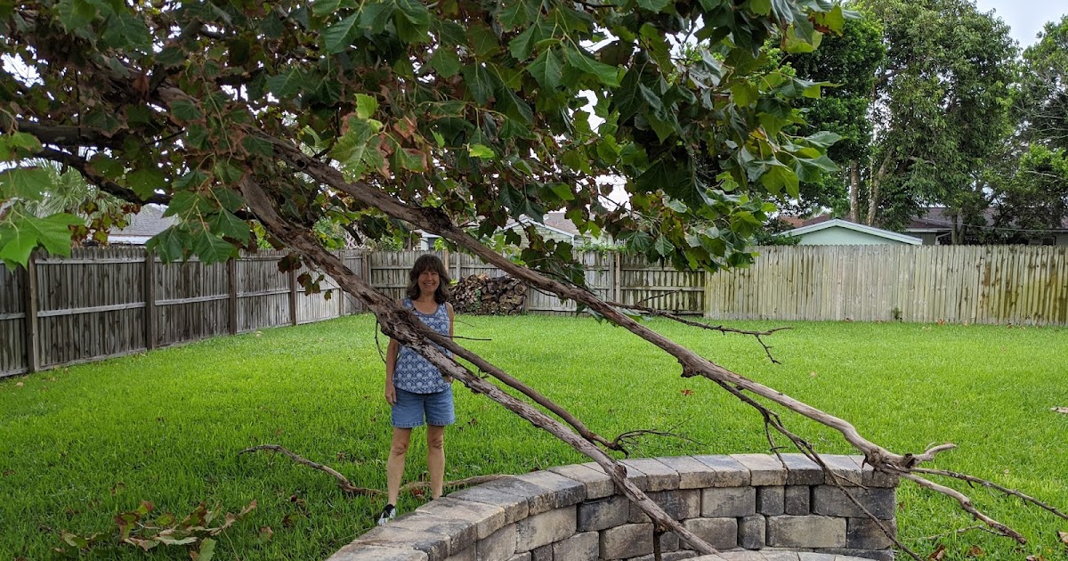 Sunshine: Tree Limb Down