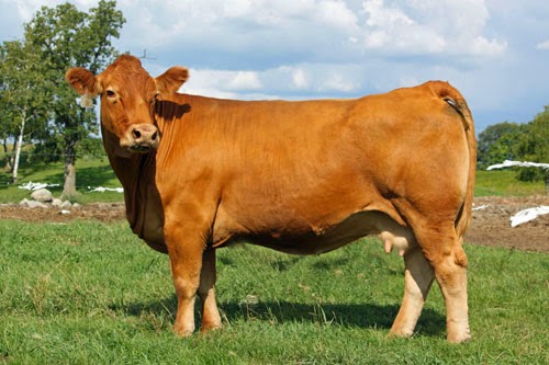 The American Cowboy Chronicles: Cattle Breed -- Gelbvieh