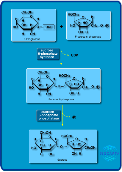 World of Biochemistry (blog about biochemistry): Metabolic map on the ...