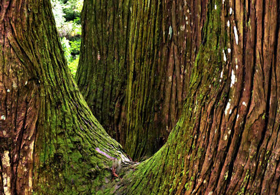 More glimpses of unfamiliar Japan: Kabura-Sugi The Turnip Tree of Dogo