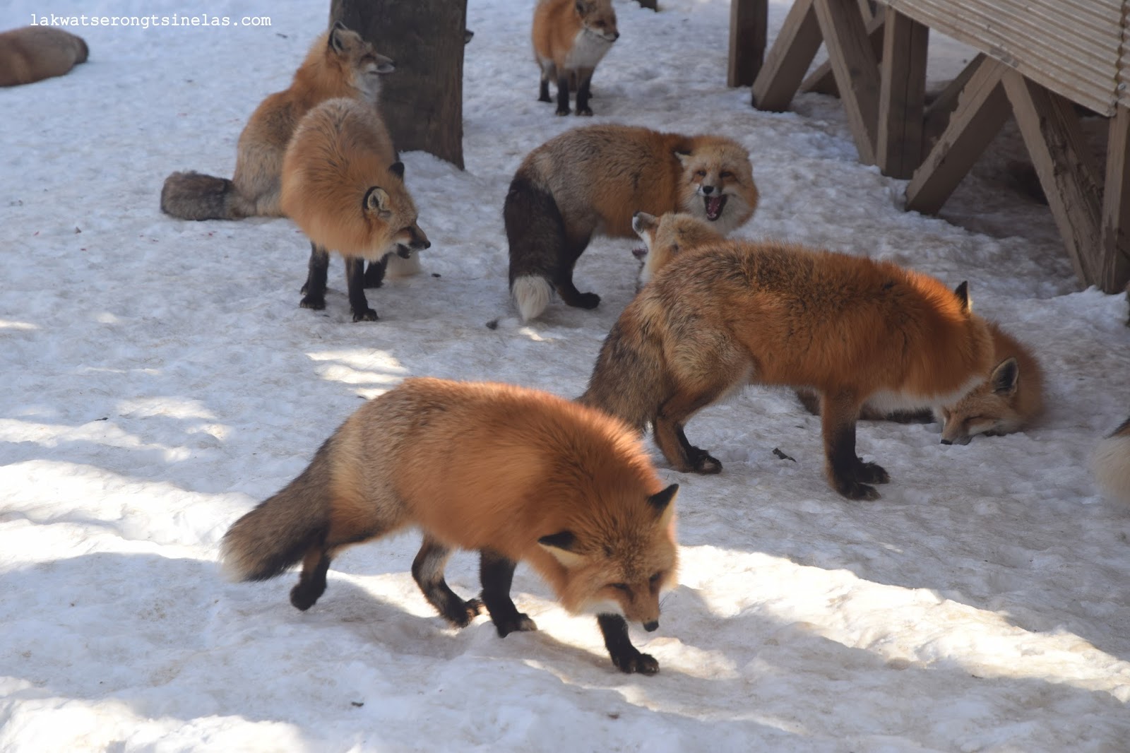 WINTER AT MIYAGI ZAO FOX VILLAGE OF JAPAN - Lakwatserong Tsinelas