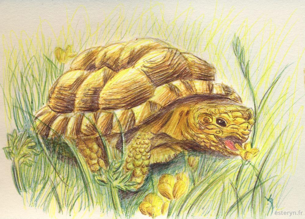 Research: Turtle -Recherche : Tortue