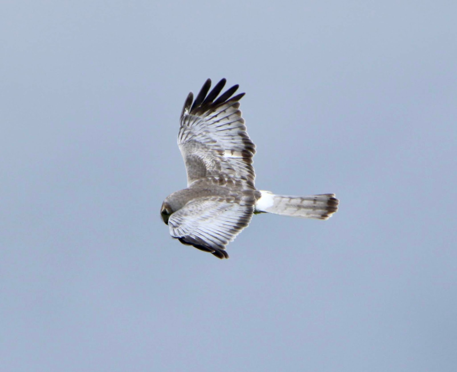 Various Oregon Birding Piks: Northern Harrier