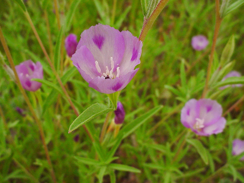 Mother Nature's Backyard - A Water-wise Garden: Plant of the Month ...
