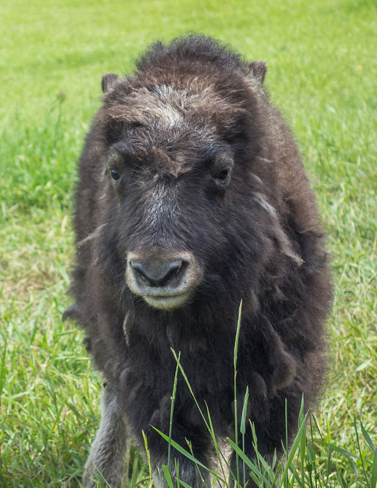 Merikay's Dream : Musk Ox Farm, and a Glacier