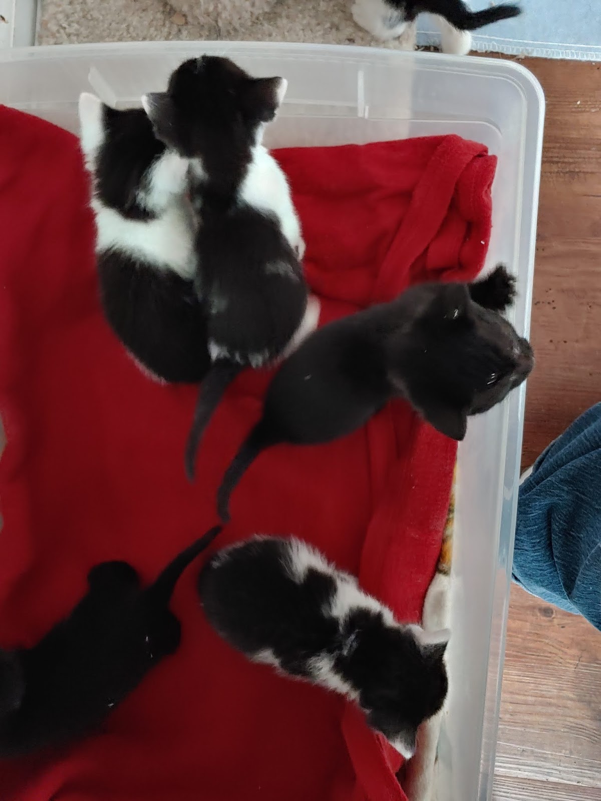 Random Felines: New kittens