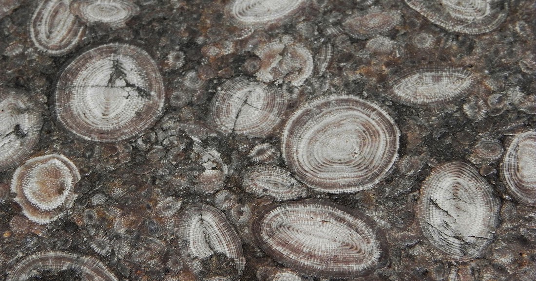 CURIOSIDADES CIENTÍFICAS : Nummulites