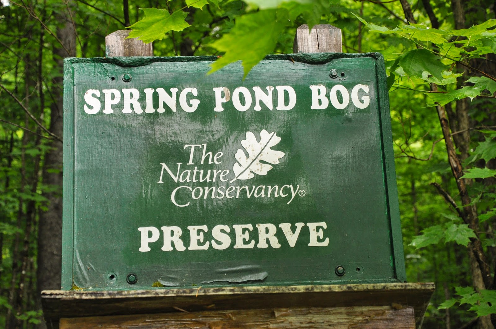 An Adirondack Naturalist in Illinois: Day Three - Spring Pond Bog, John ...