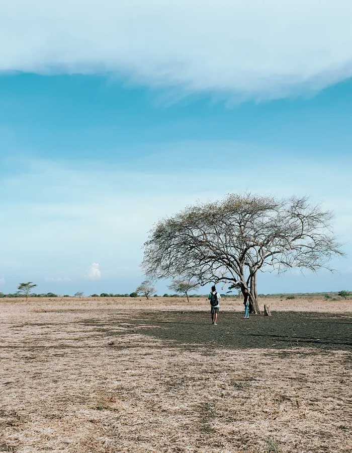 Taman Nasional Baluran - Fasilitas, Harga Tiket Masuk & Rute - NgeTrip