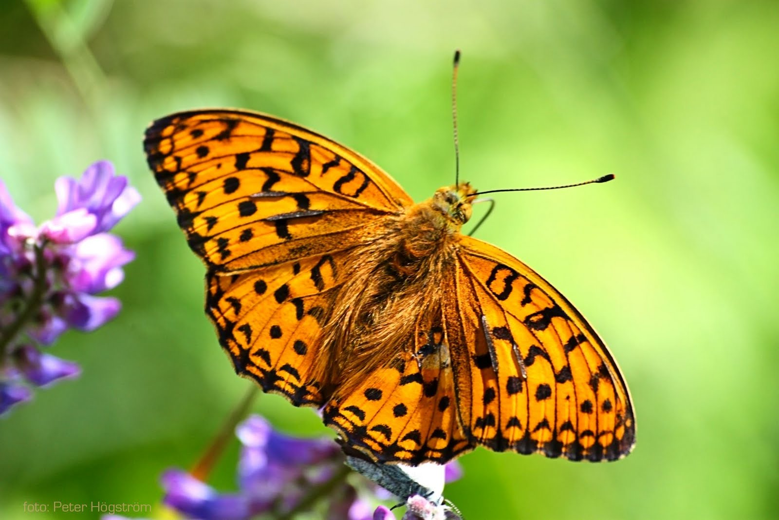 Öregrund free images: Butterfly Boloria euphrosyne, prydlig ...