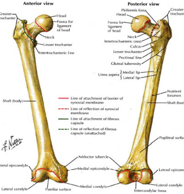 Jazirah Computer: LAPORAN KASUS FRAKTUR COLLUM FEMUR
