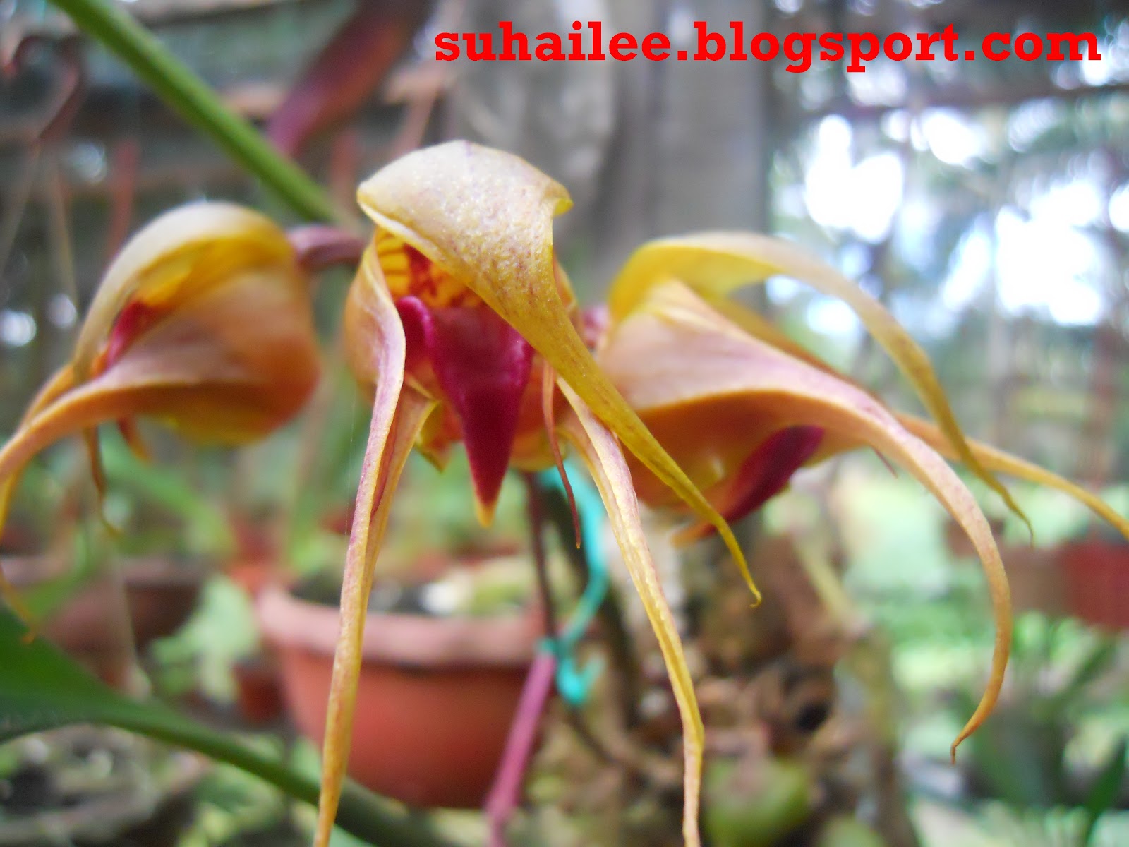 orkid liar : orkid liar / hutan dan kacukan