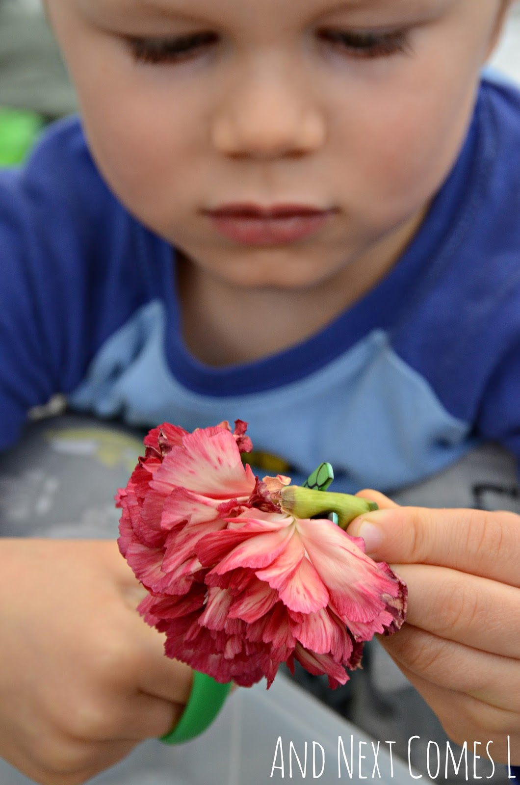 Flower Sensory Bin & Fine Motor Activity for Kids | And Next Comes L ...
