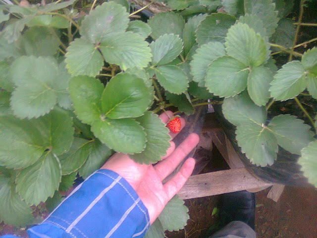 Alasan Batang Strawberry Berwarna Merah dan Ada Semut? - Guru Ilmuan