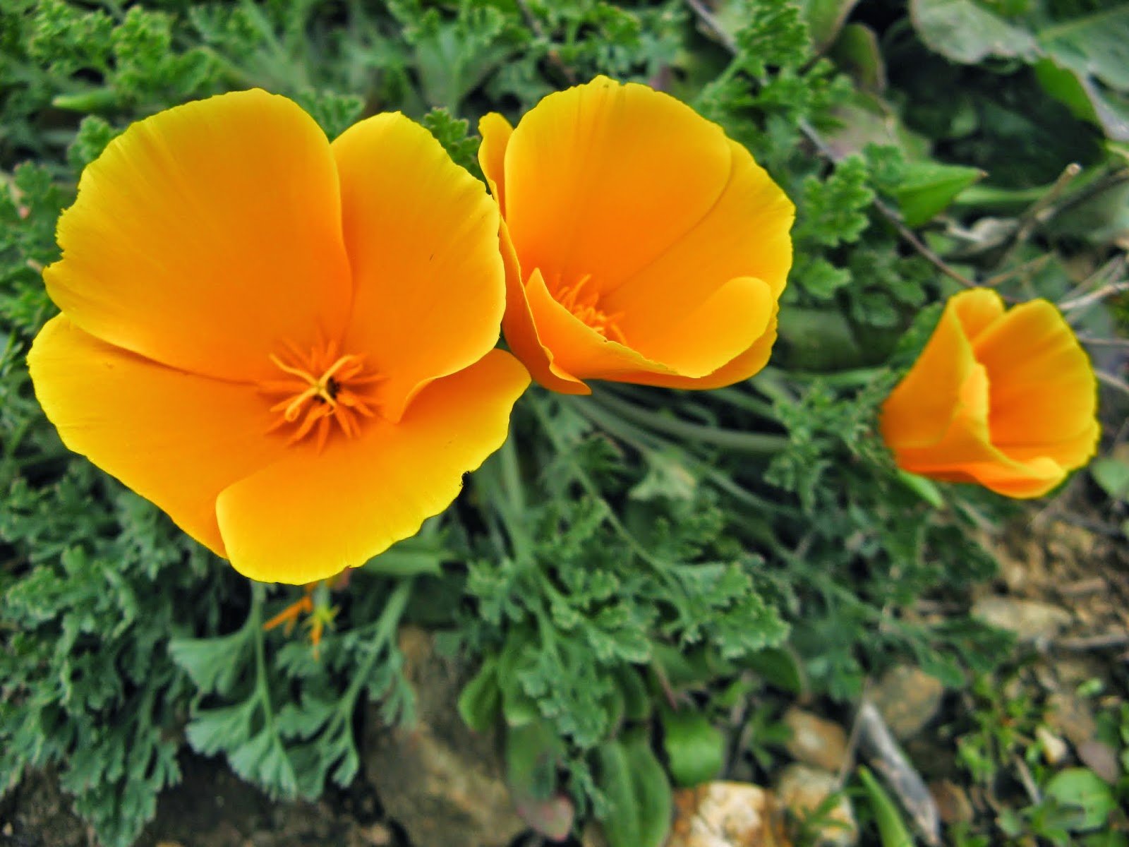 CALIFORNIA POPPY photos - wallpapers (ανανεωμένο) | the fun bank