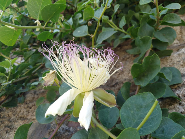 Come Crescere il Cappero (Capparis spinosa) - Coltivazione e Cure | Il ...