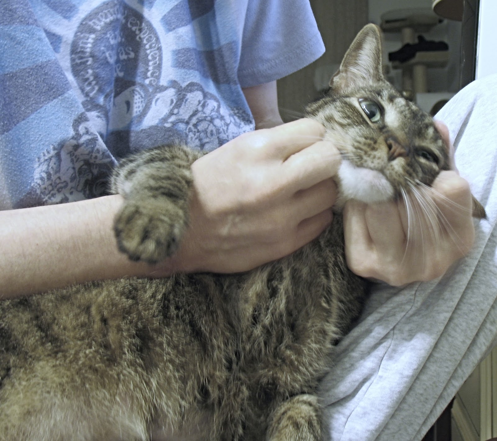 FAT CAT RATS - Momma Kat and Her Bear Cat