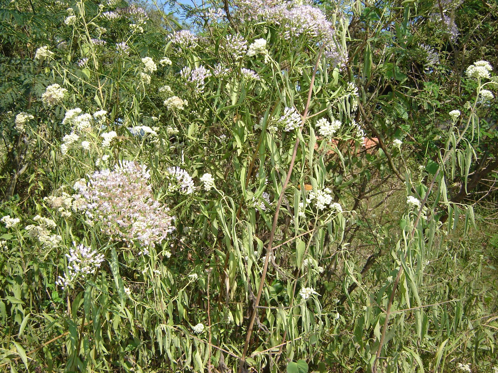 v e r d e c h a c o: Chilca