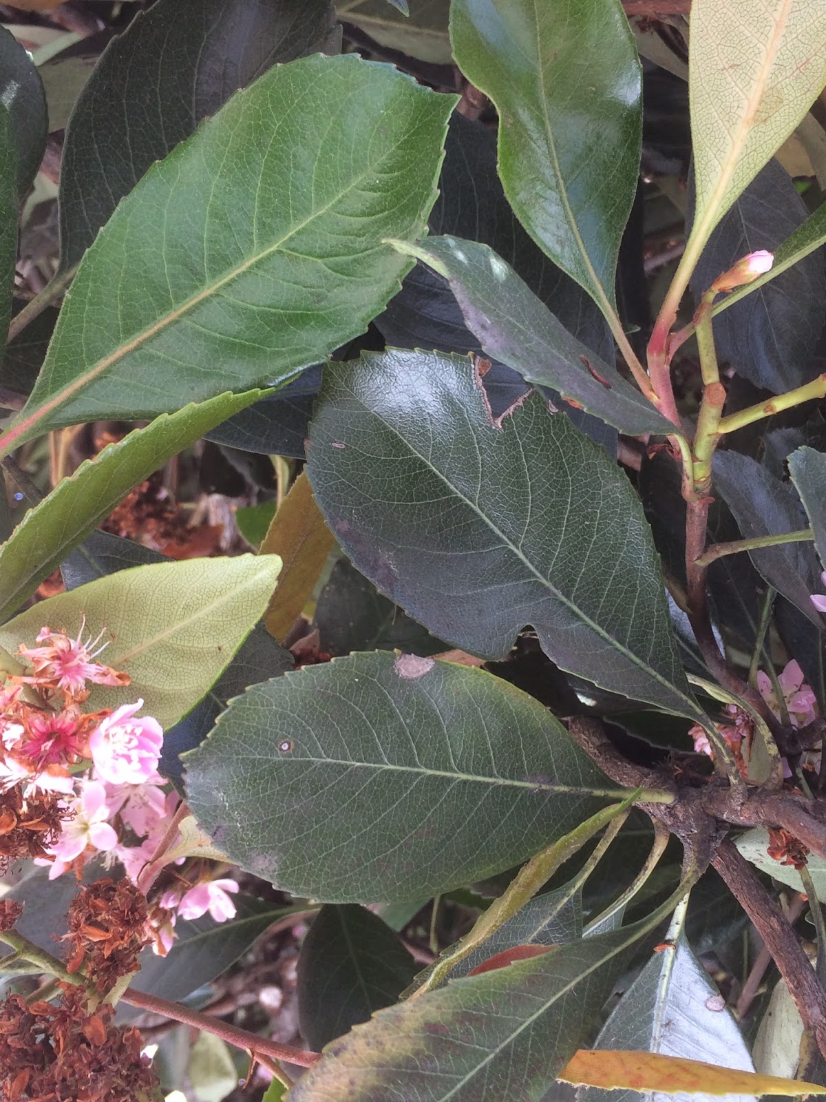 Trees of Santa Cruz County: Rhaphiolepis 'Montic' - Majestic Beauty ...