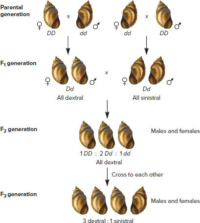 Shell Coiling in snails 🐌