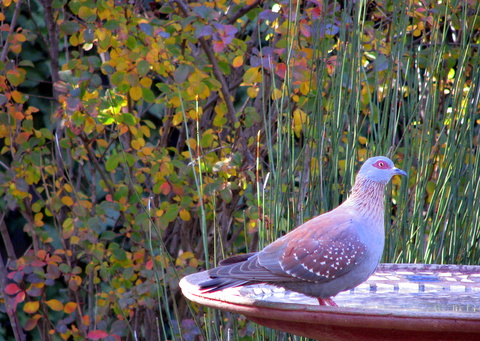 Kreatiewe Joernaal: kransduif