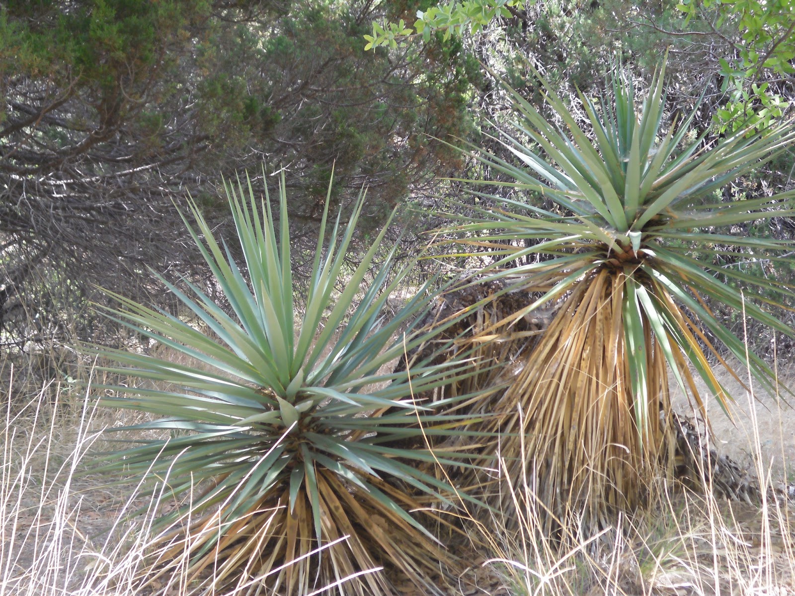 Homeschool Review: Arizona Grassland Flora - Arizona Nature Study 1