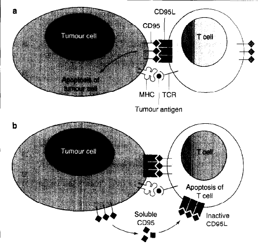 Cancer Biology: CD95/CD95L Application to Tissue Grafts