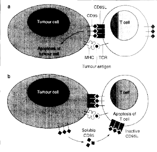 Cancer Biology: CD95/CD95L Application to Tissue Grafts