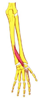 extensorpropioindice.jpg