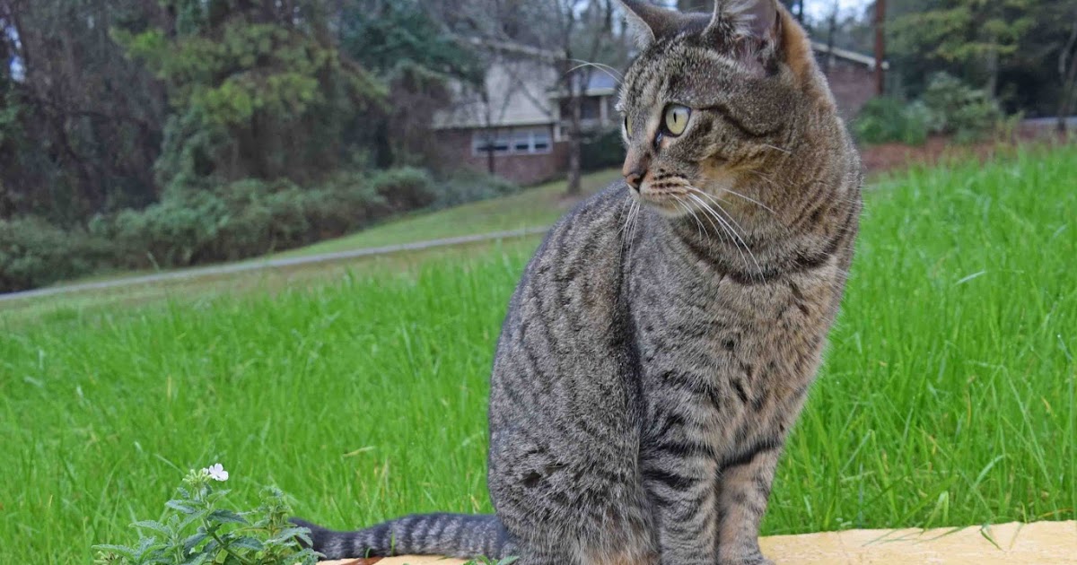 MARIETTE'S BACK TO BASICS: {Tiggy-Tiger in her Favorite Spot}