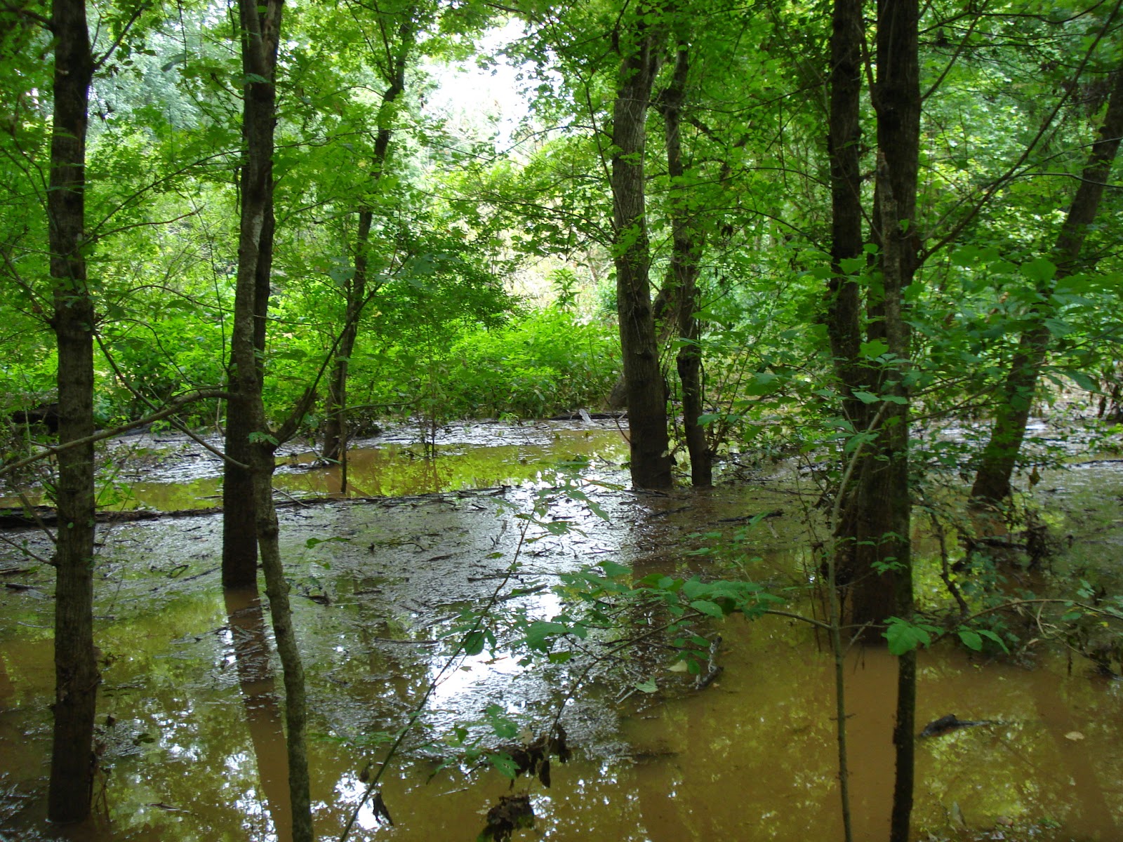Dead Air: Tales from the Swamp