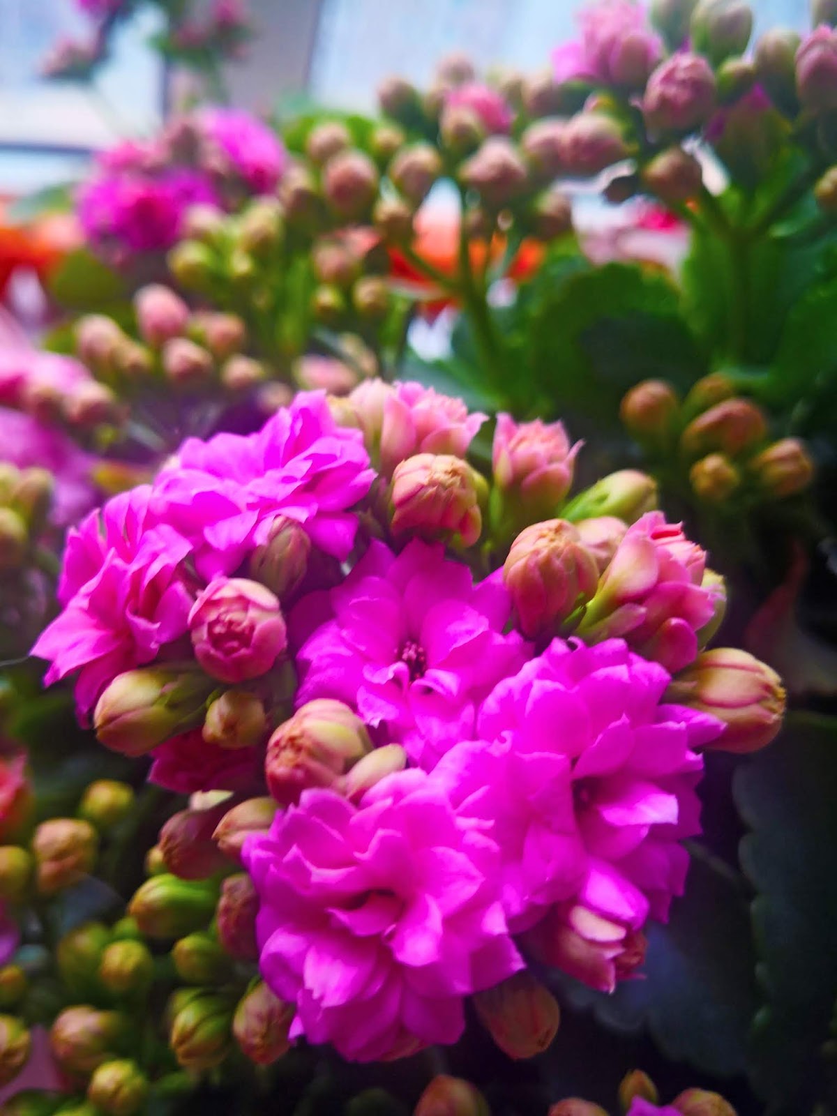 Longevity flower, many pink and red small flowers, very beautiful and ...