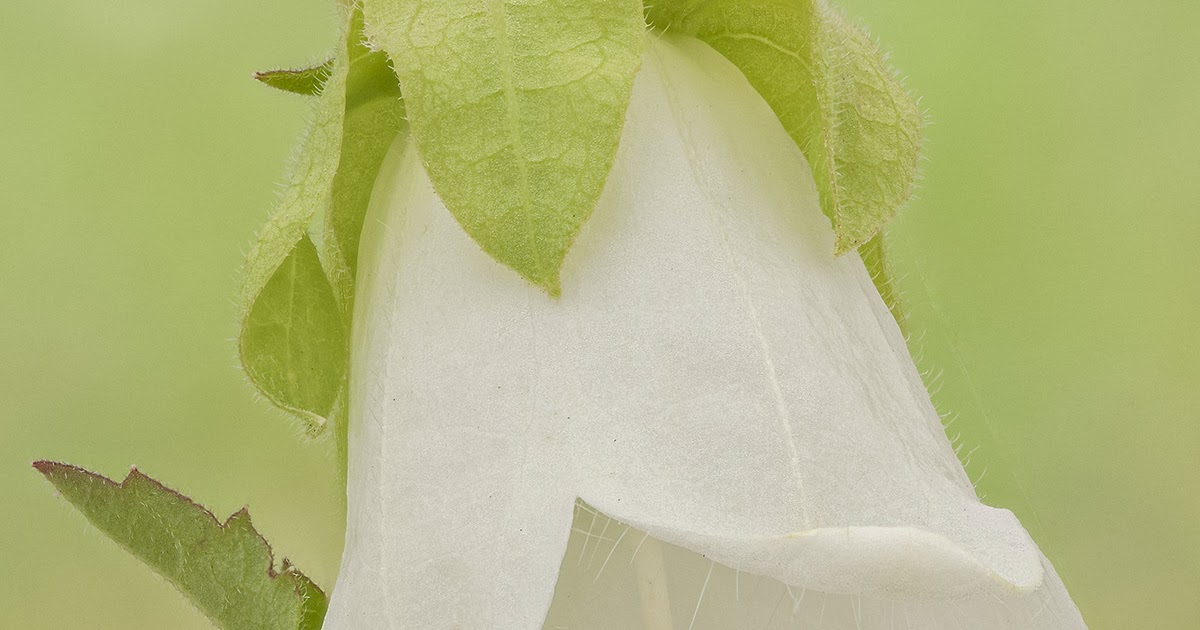 Pasión de jardinero: Symphyandra pendula