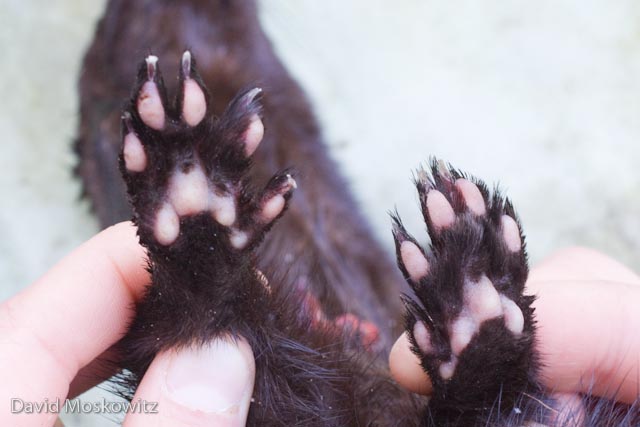 David Moskowitz Photography: Pacific Northwest Wildlife, Tracks ...