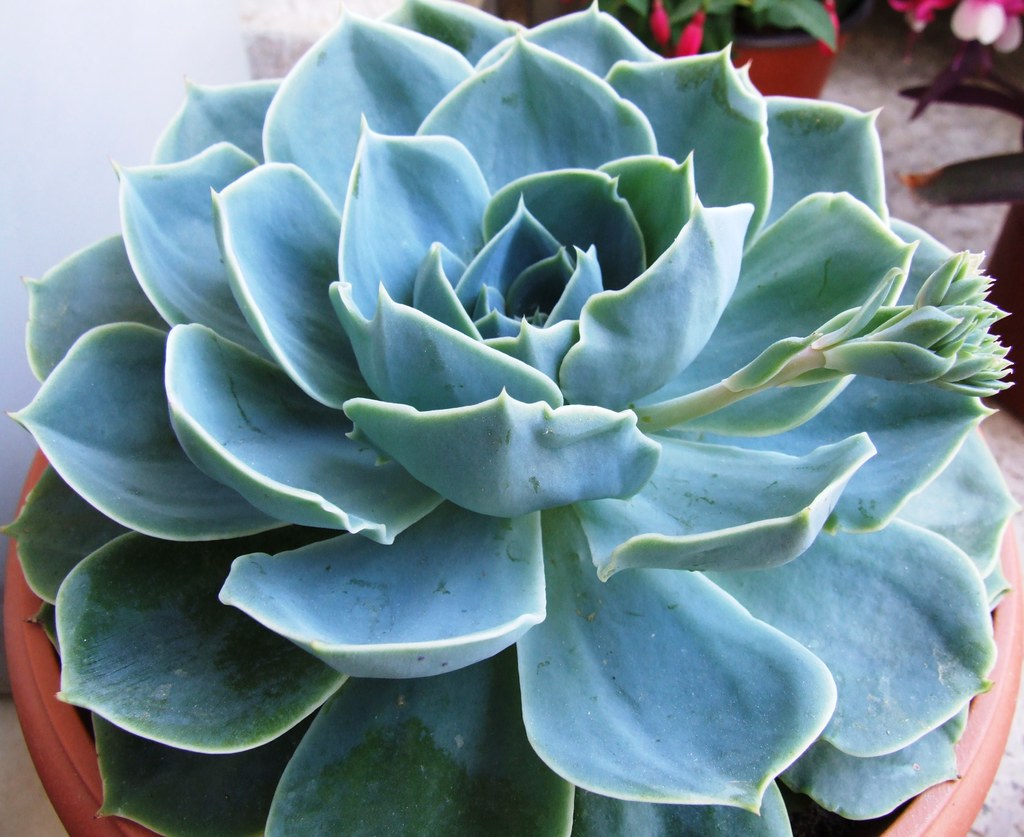 Blue Echeveria - Echeveria secunda var. glauca care and culture | Travaldo's blog