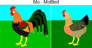 Genetics - An Attempt at Simplifying the Complex | BackYard Chickens ...