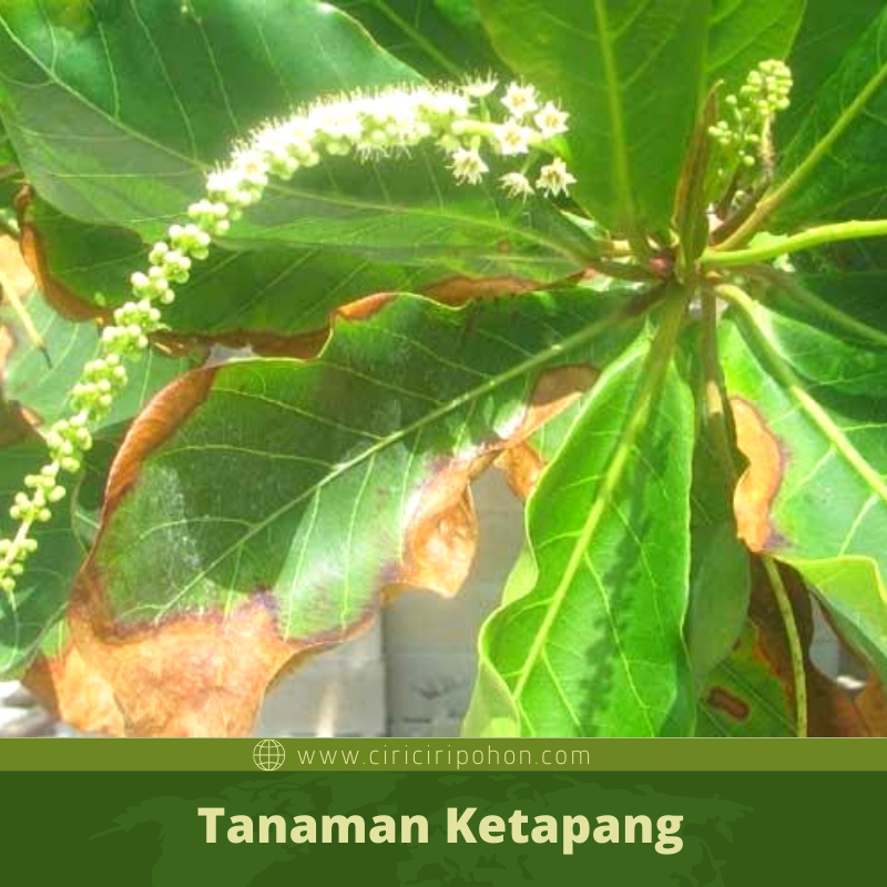 Kenali Area Tumbuh Tanaman Ketapang Sebelum Budidaya - Ciriciripohon.com