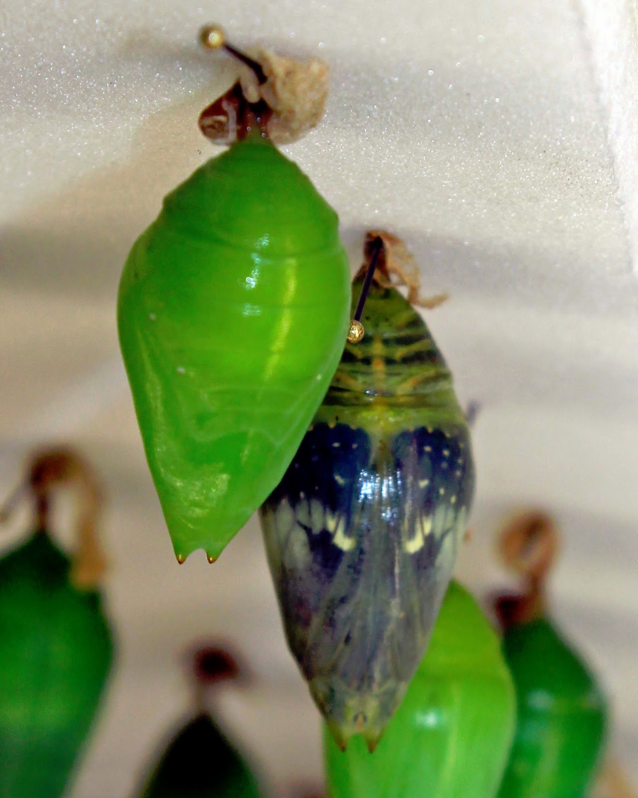 Arizona Writer: Adventures in Butterfly Wonderland